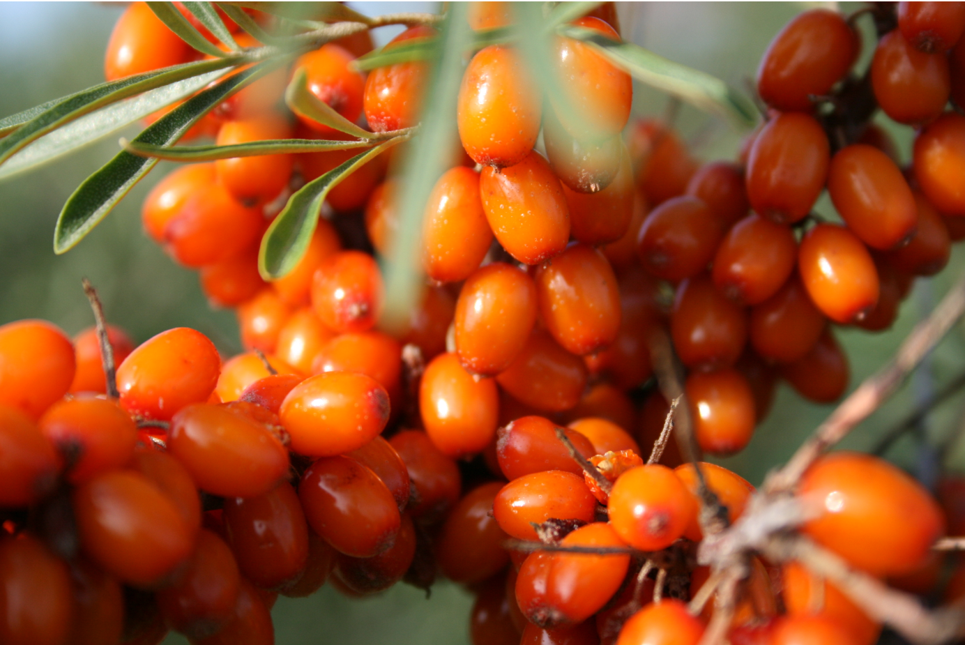 About - The British Sea Buckthorn Company