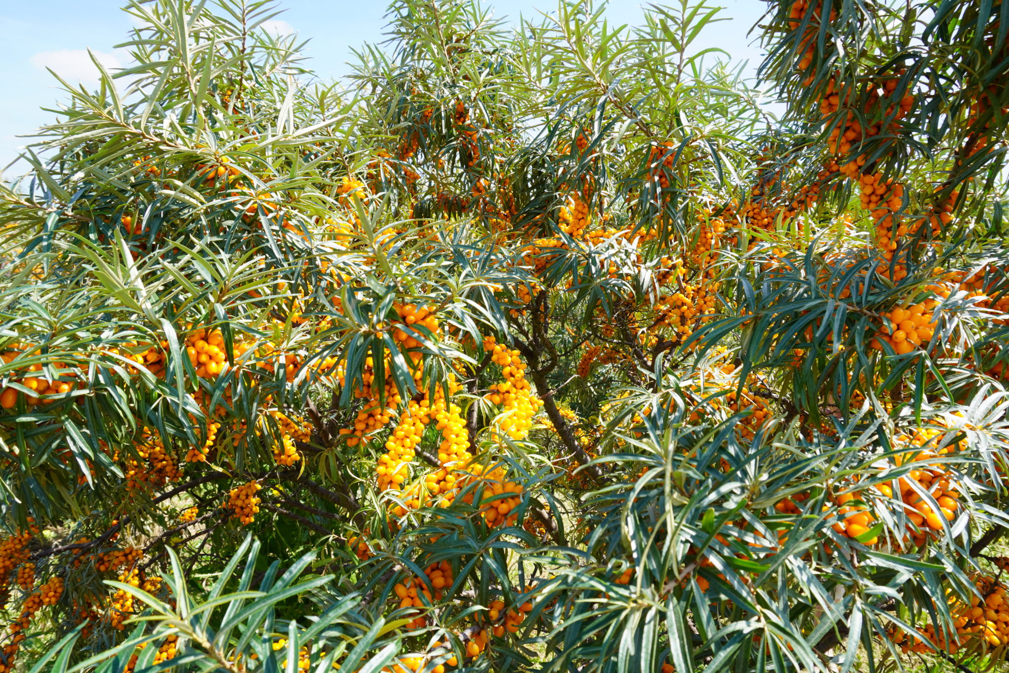 BSC Organic Frozen Sea Buckthorn Berries - The British Sea Buckthorn ...